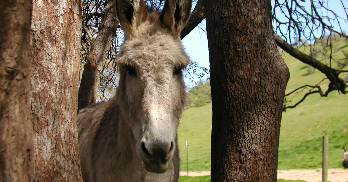 Protect Donkeys from Slaughter for the Ejiao Trade