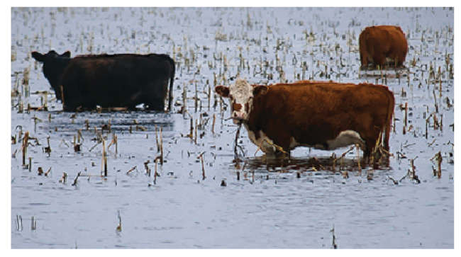 HFA - The Humane Farming Association - HFA Prompts Congressional Action