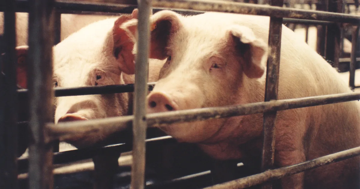 Protect Farm Animals by opposing the Food Security and Farm Protection Act
