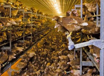 HFA - The Humane Farming Association